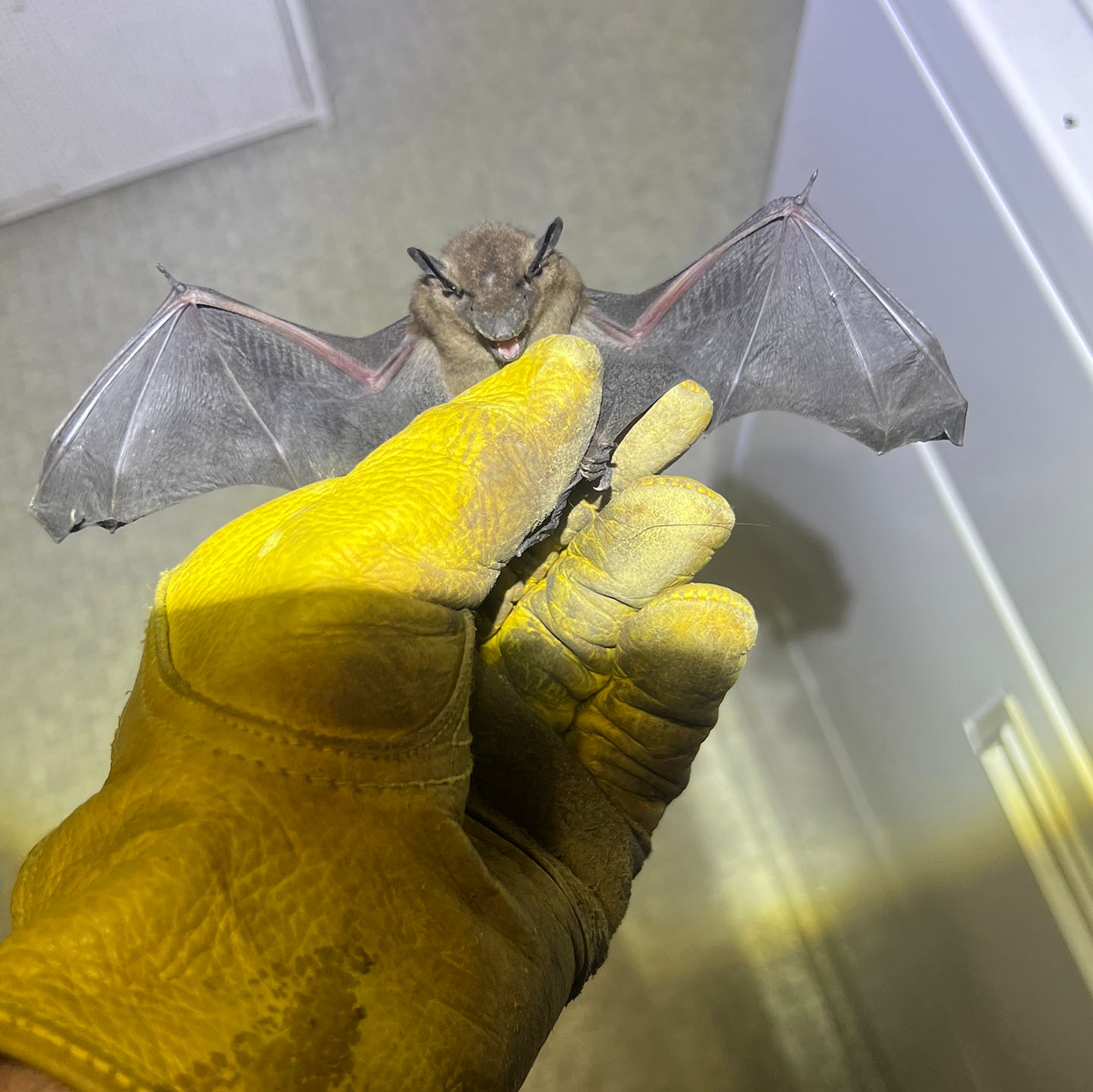 Legal & Humane Bat Removal - Batman Wildlife