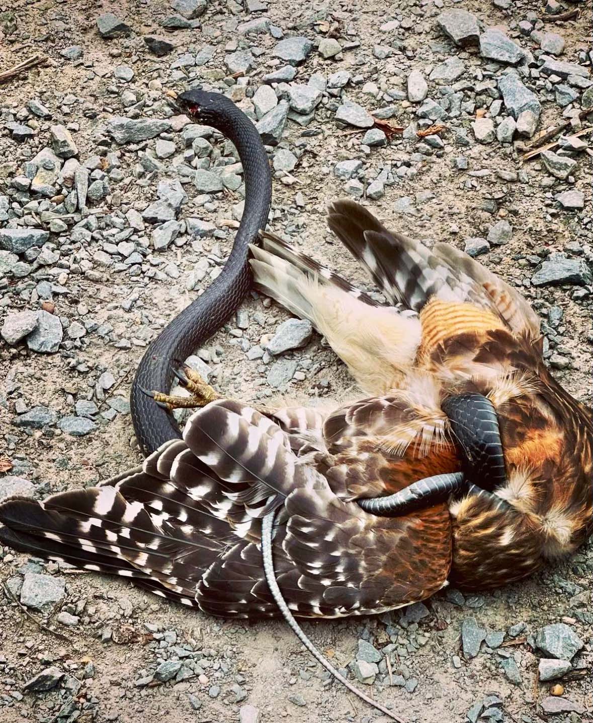 Snake Removal - Batman Wildlife